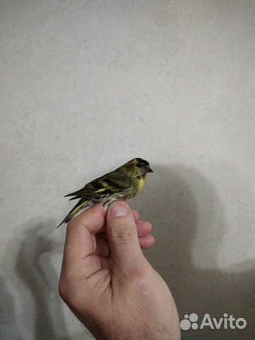 Лесные птицы: щеглы и чижи