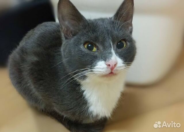 Котенок (молодой котик)