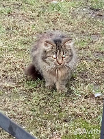 Кошка 5 месяцев сибирская