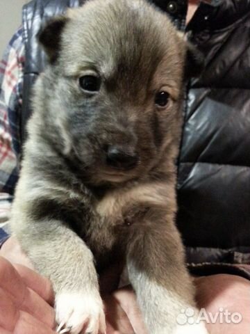 Щенки метисы