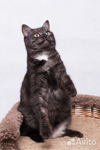 Рокси умница и красавица в дар