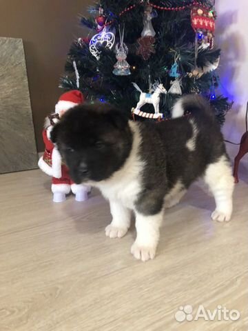 Щенки американской акиты