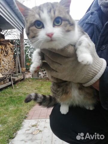 Метиз Манчкин