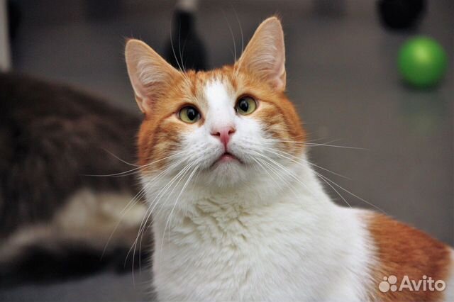 Котик Дюшес ищет Дом