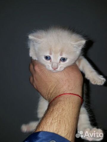 Котенок в самые добрые руки