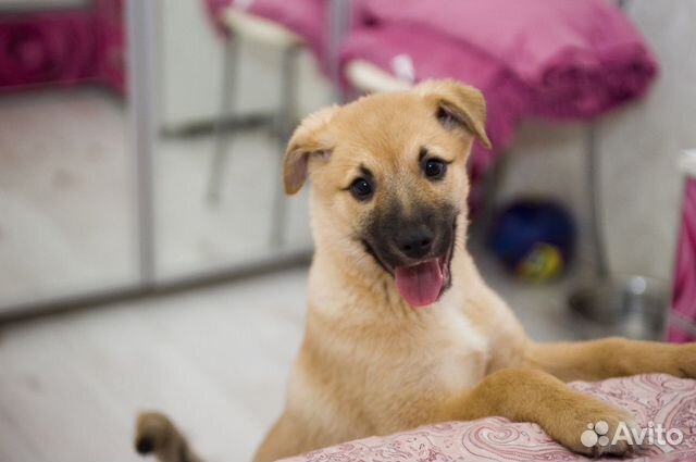 Щеночек метис лайки