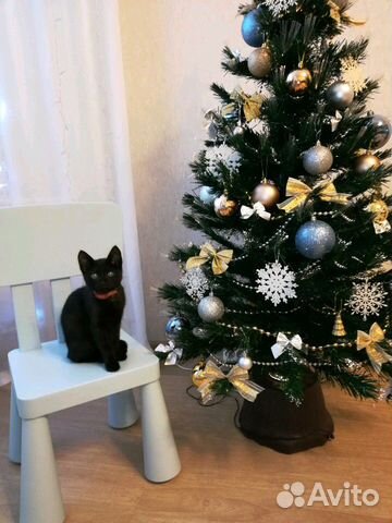 Котенок Черныш (мальчик)