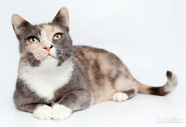 Трехцветка на счастье