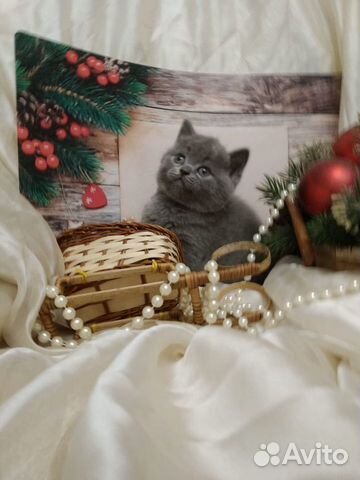 Британские котята