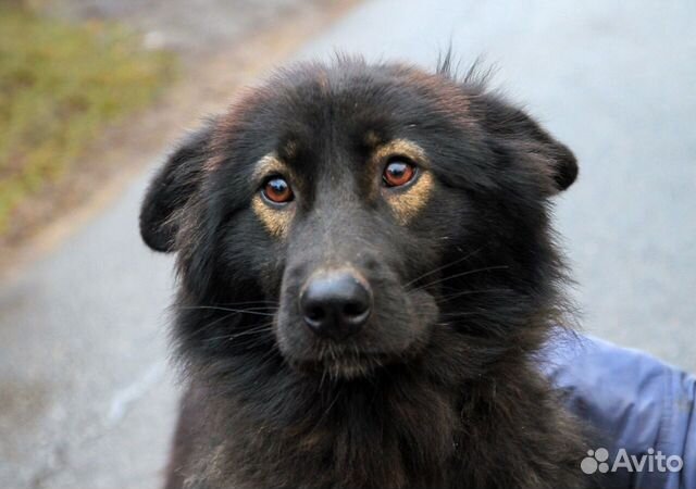 Милаша 2 года 45-50 см