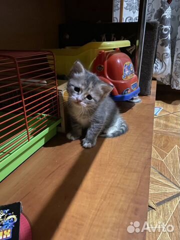 Котёнок
