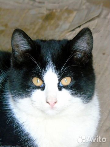 Красавчик в хорошие руки