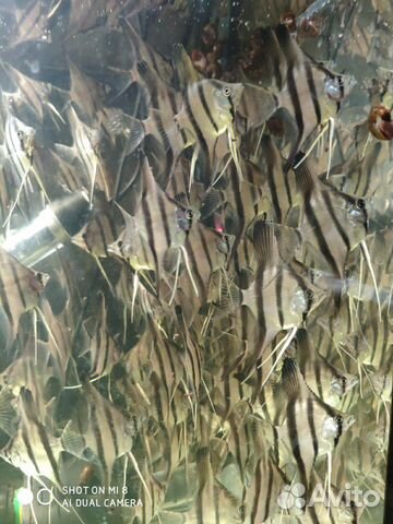 Скалярии Альтум перуанский Рио Нанай