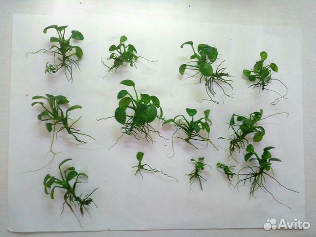 Анубиасы нана петит