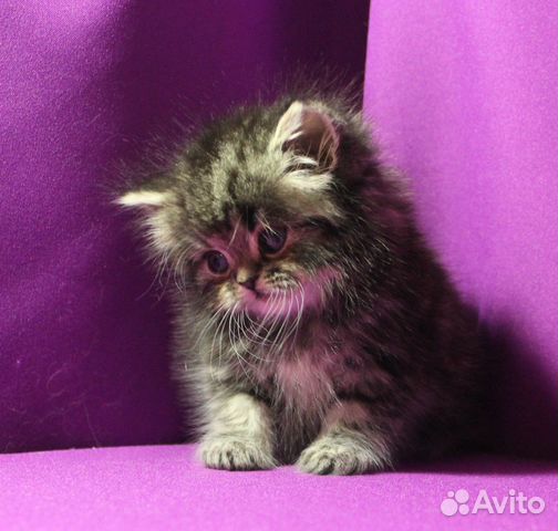 Хайленд страйт малыш