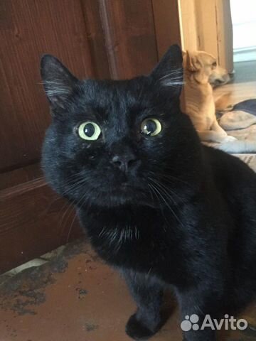 Котик британец ищет семью