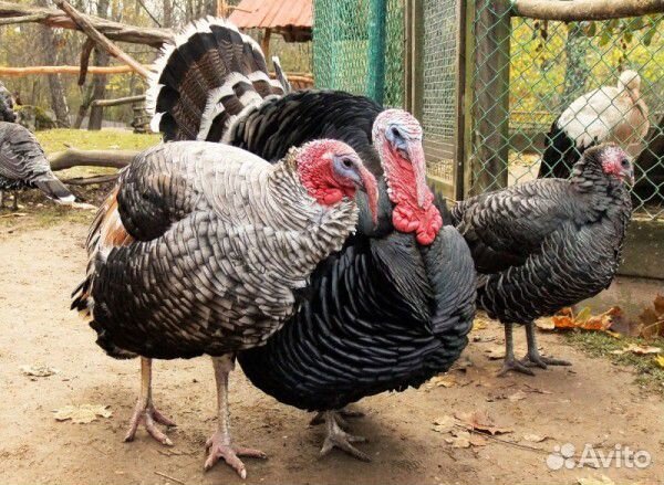 Индюки и индейки домашние