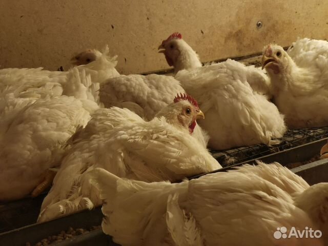 Куры бролер