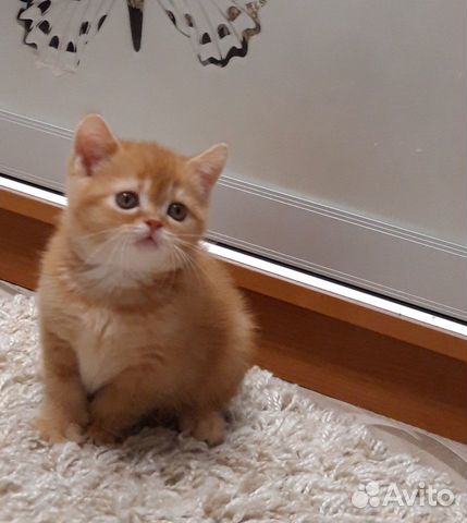 Солнечный зайка)