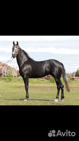 Элитная орловка