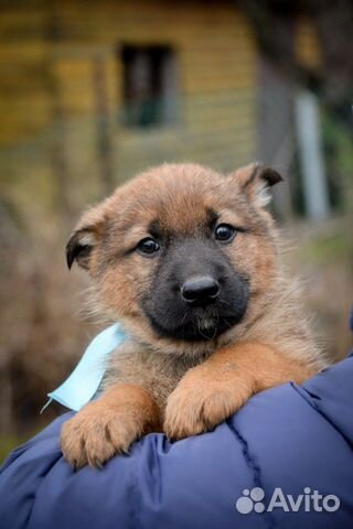 Раздам щенков