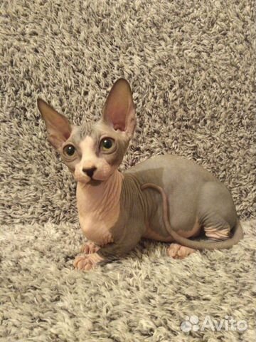 Чудо мальчишки, коротколапые Бамбино, Канадский сф