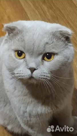 Шотландский вислоухий
