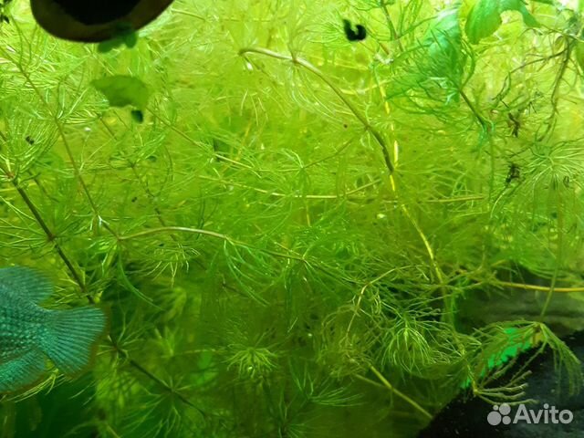 Роголистник, ряска