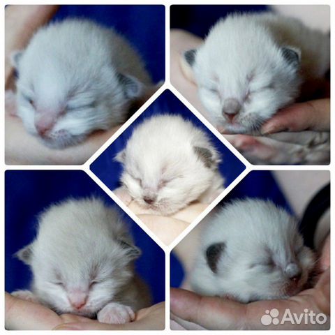 Айфон рэгдолл, родословная