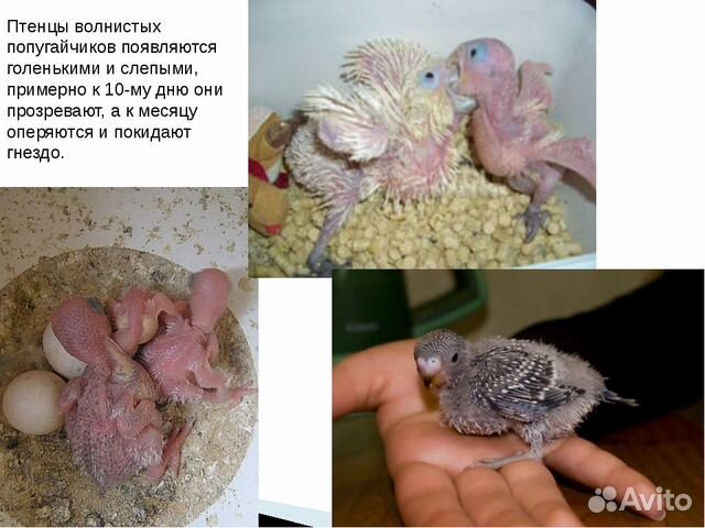Попугайчики из гнезда волнистые