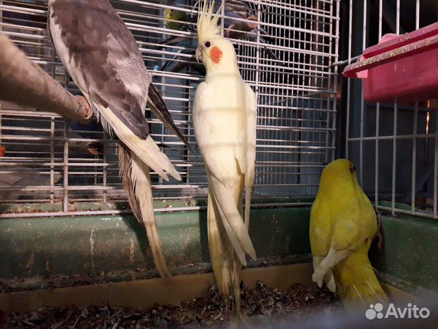 Креллы Нимфы и Какарики