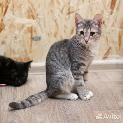 Котёнок Василий