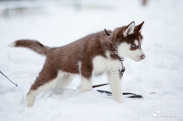 Сибирский хаски