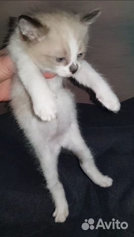 Кошечка тайская