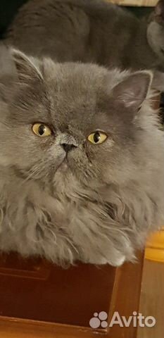 Персидская котенок девочка 6,5мес