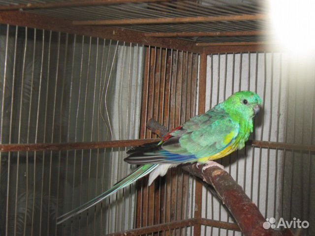Попугаи певчие