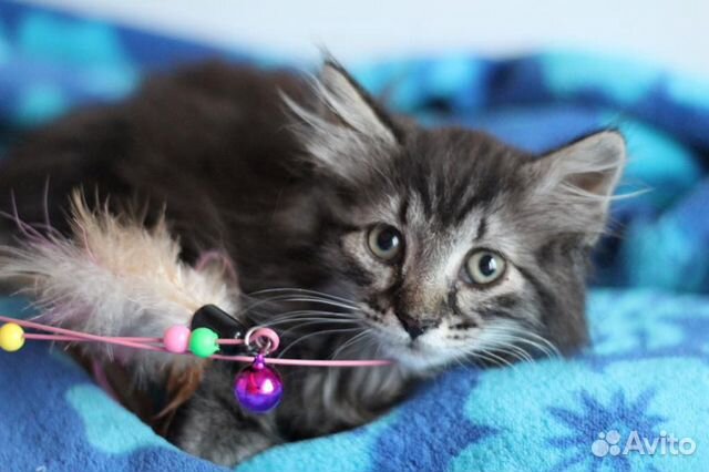 Кошечка