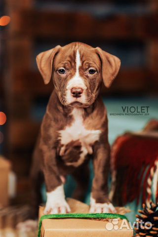 Американский питбультерьер