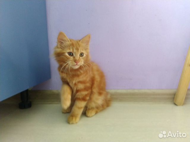 Мраморный котенок-рысенок Курильского бобтейла