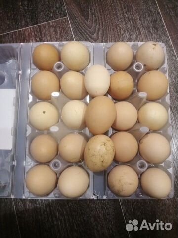 Инкубационное яйцо