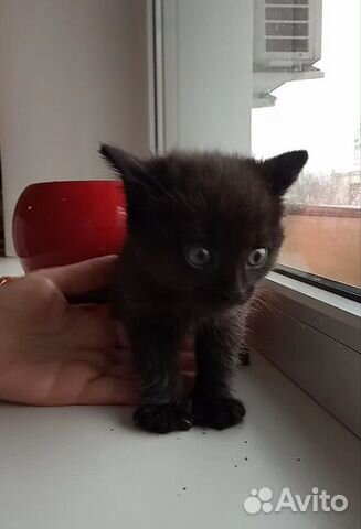 Котенок в очень добрые руки