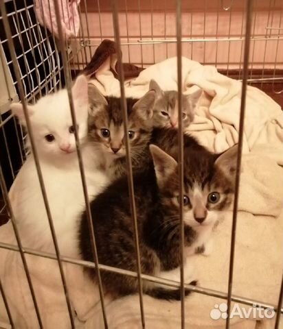 Котята полосатики