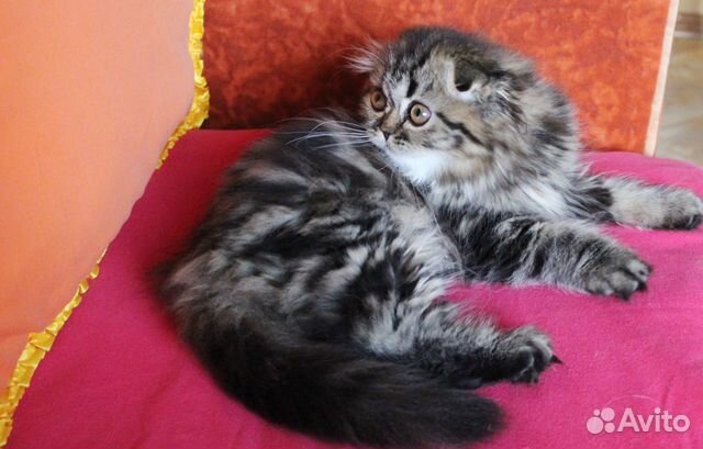 Вислоухая куколка