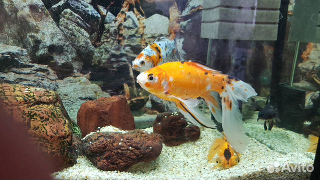 Отдам в добрые руки золотых рыбок
