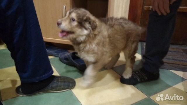 Найден щенок