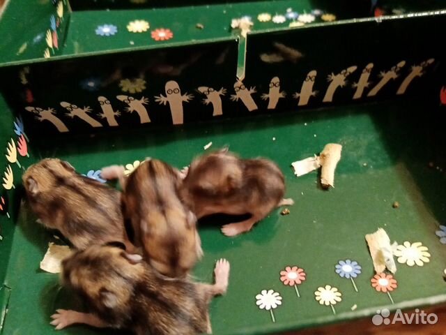 Малыши джунгарики