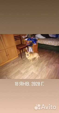 Помогите пристроить собаку