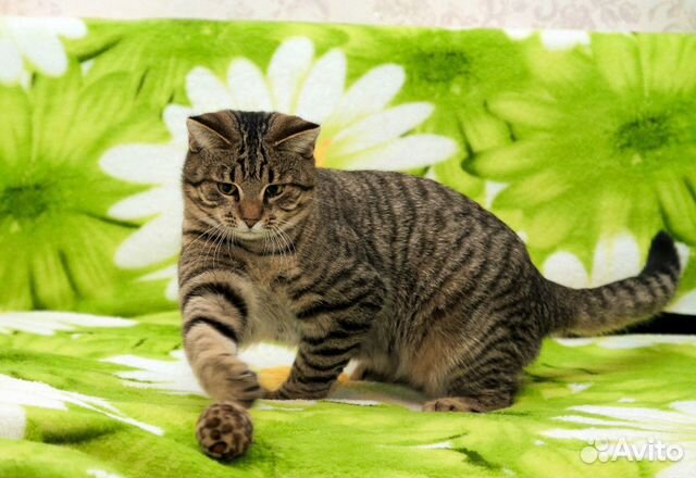 Антошка в добрые руки