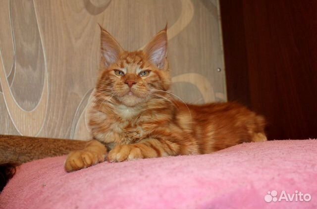 Кот Доминик