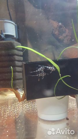 Номерные сомы L046